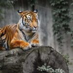 From Jaipur: Ranthambore National Park Safari with Transfers - What Sets This Tour Apart