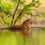 From Jaipur: Ranthambore National Park Safari with Transfers - Practical Tips for the Best Experience