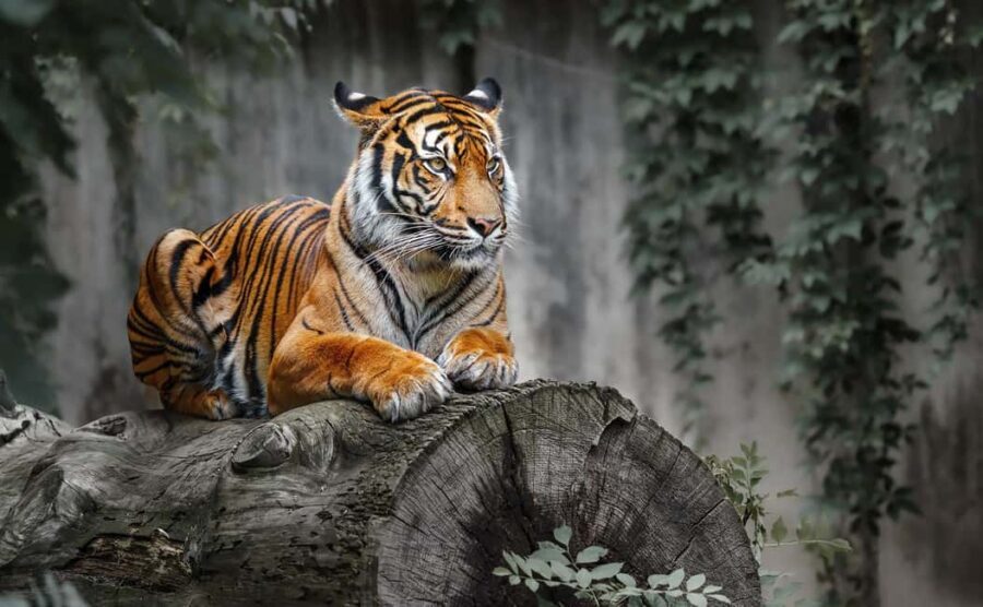 From Jaipur: Ranthambore National Park Safari with Transfers - What Sets This Tour Apart