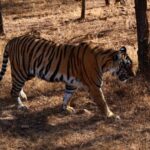 From Jaipur: Ranthambore Private Day Trip with Tiger Safari - The Details: Breaking Down the Experience