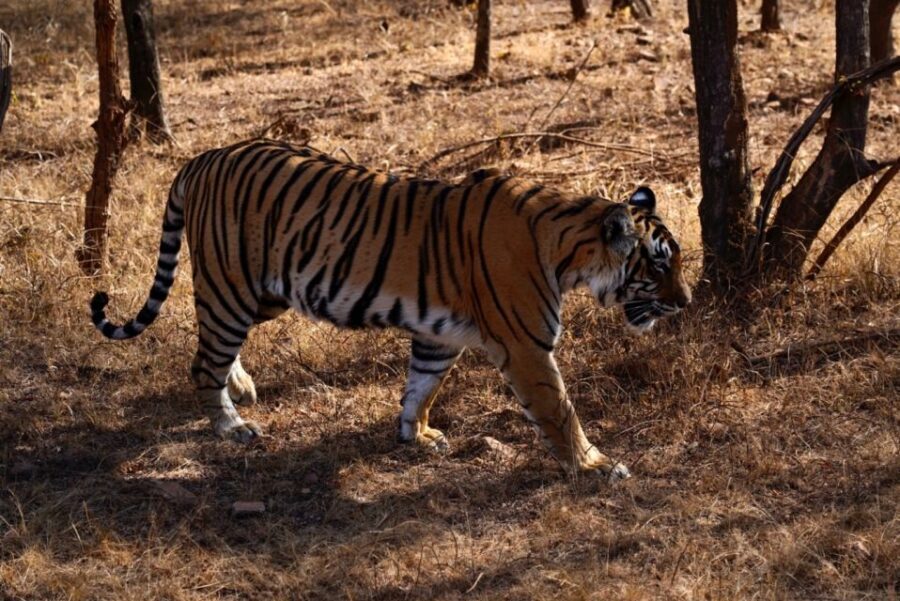 From Jaipur: Ranthambore Private Day Trip with Tiger Safari - The Details: Breaking Down the Experience