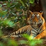 From Jaipur: Ranthambore Tiger National Park Tour (02 Days) - What Makes This Tour Stand Out?