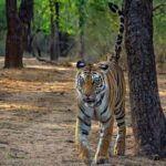 From Jaipur: Ranthambore Tiger Safari Day Trip with Transfer - What Travelers Are Saying