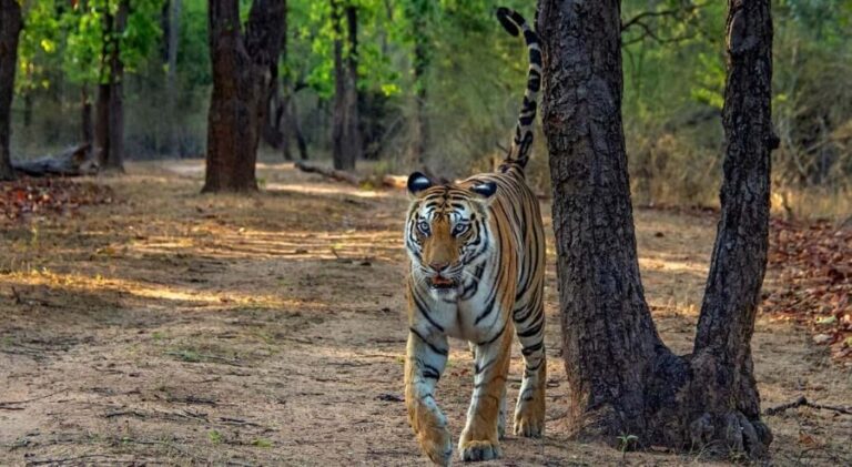 From Jaipur: Ranthambore Tiger Safari Day Trip with Transfer