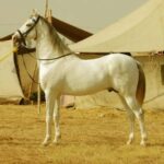 From Jaipur : Same Day Pushkar & Ajmer Guided Day Tour - Practicalities and Tips