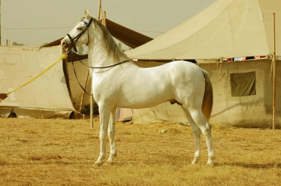 From Jaipur : Same Day Pushkar & Ajmer Guided Day Tour - Practicalities and Tips