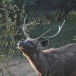 From Jaipur: Same day Ranthambore Tiger Safari Tour - How the Itinerary Unfolds