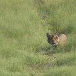 From Jaipur: Sariska National Park Day trip with Safari - What You Can Expect at Sariska National Park