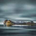 From Jaipur to Ranthambore : 1 Day Trip - The Sum Up