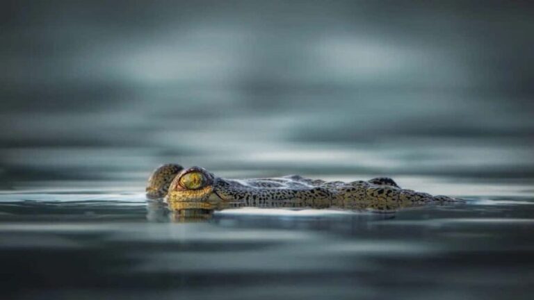 From Jaipur to Ranthambore : 1 Day Trip - The Sum Up