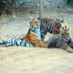 From Khajuraho: Panna Tiger Safari Tour for 1 Night 2 Days - What’s Special About the Safari Experience?