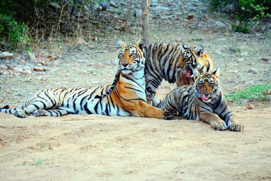 From Khajuraho: Panna Tiger Safari Tour for 1 Night 2 Days - What’s Special About the Safari Experience?