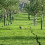 From Kochi:- 02 Days, Munnar Nature Beauty Hill Station Tour - What Makes This Tour a Great Choice?