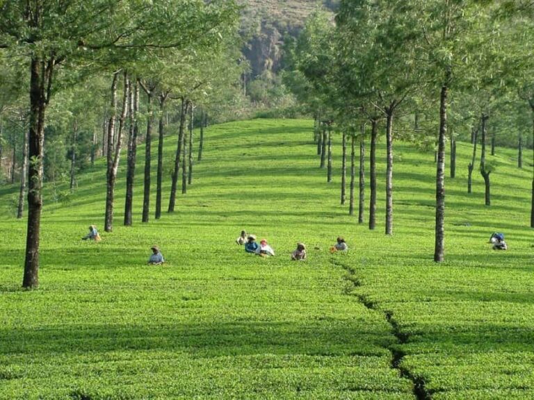 From Kochi:- 02 Days, Munnar Nature Beauty Hill Station Tour - What Makes This Tour a Great Choice?