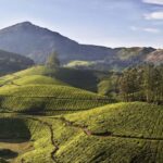 From Kochi:- 03 Days Cochin with Munnar Hill Station Tour - Final Thoughts: Who Should Consider This Tour?