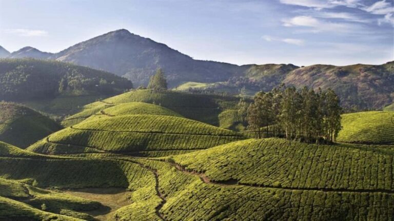 From Kochi:- 03 Days Cochin with Munnar Hill Station Tour - Final Thoughts: Who Should Consider This Tour?
