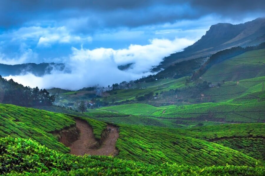From Kochi: Munnar & Tea Museum Private Guided Tour - How Does It Value Compare?
