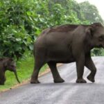 From Kochi:- Periyar Elephant Bath, Nature Walk Guided Tour - What Makes This Tour Stand Out?