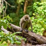 From Kuala Lumpur: Taman Negara National Park Private Tour - The Highlights of the Day