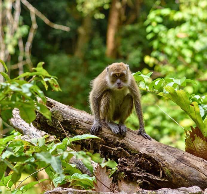 From Kuala Lumpur: Taman Negara National Park Private Tour - The Highlights of the Day