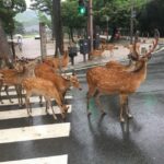 From Kyoto or Osaka: Kyoto Highlights & Nara Park Day Trip - What Sets This Tour Apart