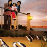 From Melbourne: Phillip Is Penguin Parade & Koala Reserve - The Main Event: The Penguin Parade