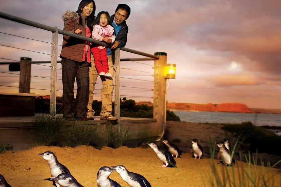 From Melbourne: Phillip Is Penguin Parade & Koala Reserve - The Main Event: The Penguin Parade