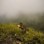 From Mumbai: Lonvala Hill Station & Tiger Point Private Tour - What This Tour Means for You