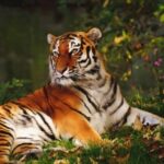 From Nagpur: Pench Wildlife Private Tour with Accommodation - What makes this tour stand out?