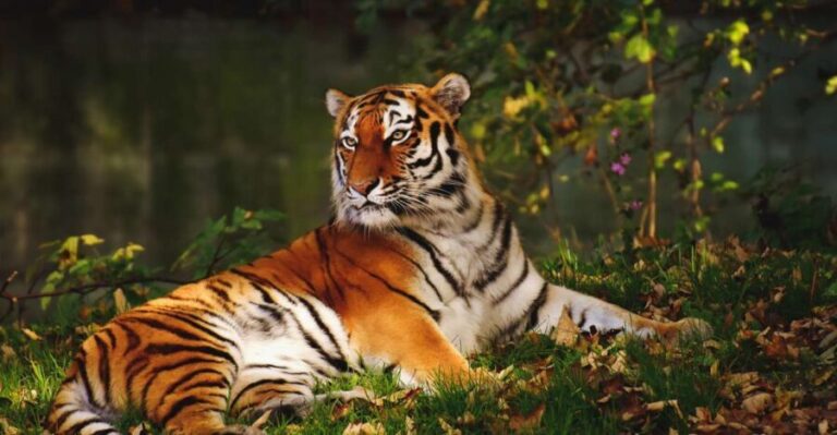 From Nagpur: Pench Wildlife Private Tour with Accommodation - What makes this tour stand out?
