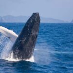 From Naha Whale Watching (Naha city Pickup) English guide - The Bottom Line