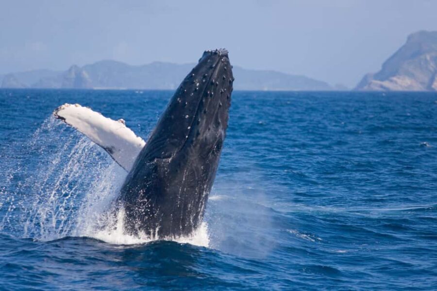From Naha Whale Watching (Naha city Pickup) English guide - The Bottom Line