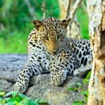 From Negombo: Wilpattu National Park Safari with Transfers - Who Is This Tour Best For?