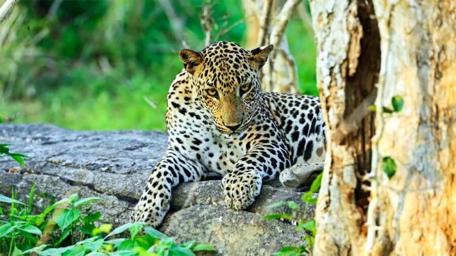 From Negombo: Wilpattu National Park Safari with Transfers - Who Is This Tour Best For?