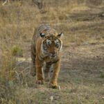 From New Delhi: 2-Day Ranthambore Tiger Safari with tranfers - Authentic Experiences and Feedback