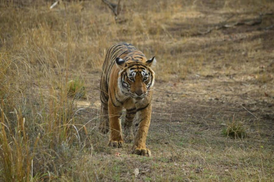 From New Delhi: 2-Day Ranthambore Tiger Safari with tranfers - Authentic Experiences and Feedback