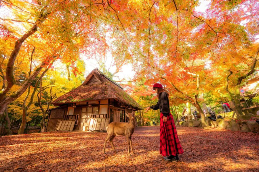 From Osaka: Kyoto & Nara Highlights Day Tour (7 attractions) - What Travelers Say