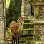 From OsakaOsaka with Nara Private Day Trip with Pickup - Cultural Highlights at Todaiji Temple