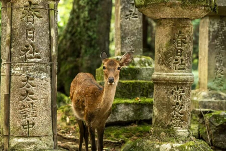 From OsakaOsaka with Nara Private Day Trip with Pickup - Cultural Highlights at Todaiji Temple