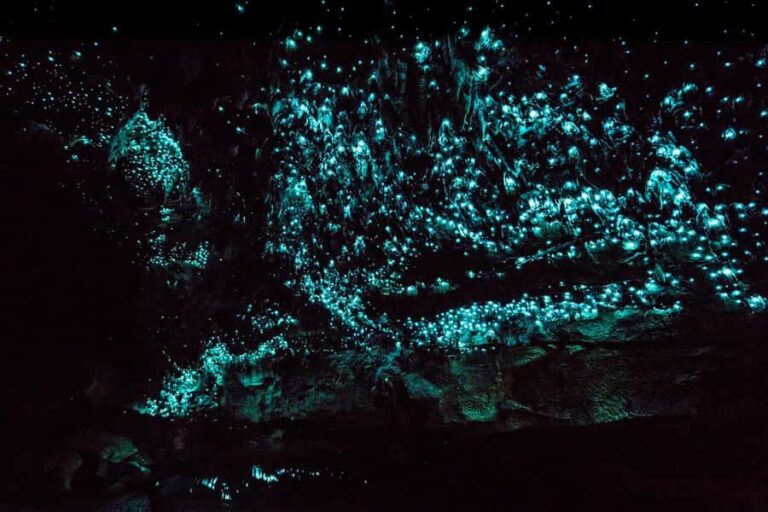 From Paihia: Kawiti Glowworm Caves Guided Tour - Who Will Love This Tour?