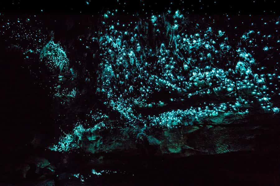 From Paihia: Kawiti Glowworm Caves Guided Tour - Who Will Love This Tour?