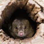 From Penneshaw: Kangaroo Island Wildlife Encounter - Who Will Love This Tour?