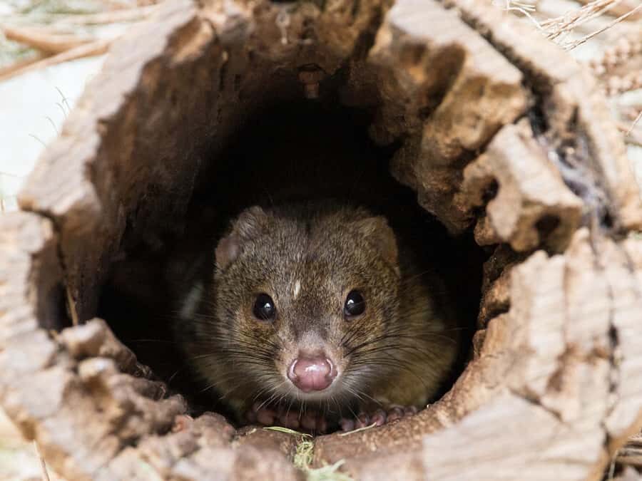 From Penneshaw: Kangaroo Island Wildlife Encounter - Who Will Love This Tour?