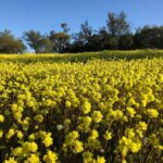 From Perth: Full-Day Wildflower Discovery Tour - Who Will Love This Tour?