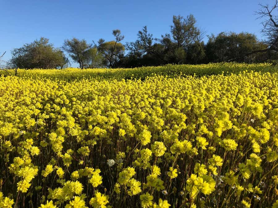 From Perth: Full-Day Wildflower Discovery Tour - Who Will Love This Tour?