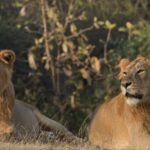From Rajkot: Gir Somnath Weekend Tour - Who Is This Tour Best For?