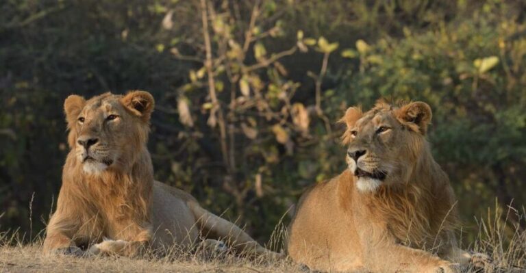 From Rajkot: Gir Somnath Weekend Tour - Who Is This Tour Best For?