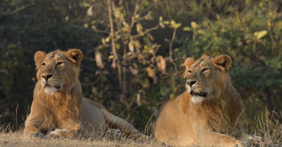 From Rajkot: Gir Somnath Weekend Tour - Who Is This Tour Best For?
