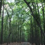 From Rishikesh: Rajaji National Park Half-Day Tour - Is it worth the price?