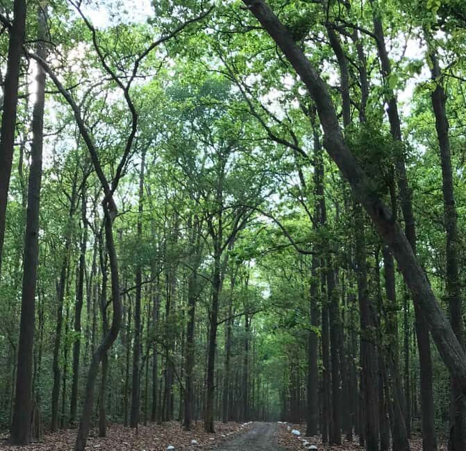 From Rishikesh: Rajaji National Park Half-Day Tour - Is it worth the price?